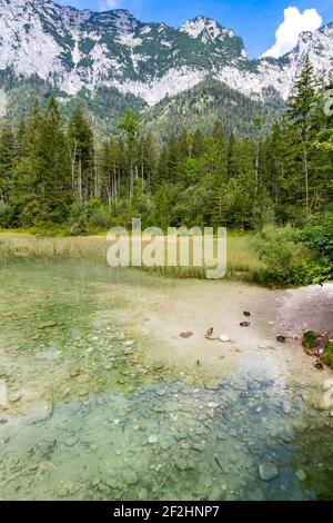 Brown trout, Ramsauer Ache, Hintersee, Ramsau, Berchtesgaden ...