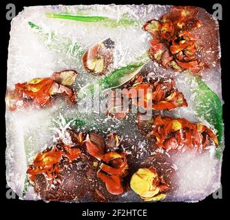 Red flower in ice cube on table Stock Photo - Alamy