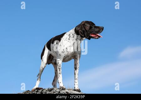 Dog english pointer portrait on the green background , closeup Stock ...