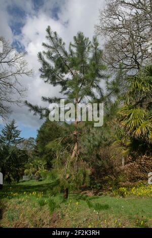 Winter Foliage of the Evergreen Gregg's Pine Tree (Pinus greggii) with ...