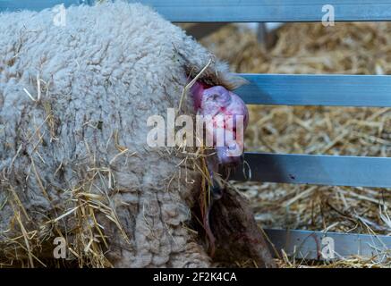 Shetland sheep ewe giving birth to newborn lamb in barn, East Lothian ...