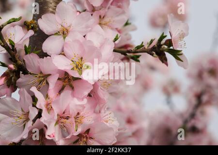 Almond tree blossoms pink flowers blooming in spring Stock Photo - Alamy