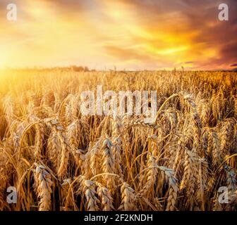 A beautiful field in the countryside with golden wheat under bright ...