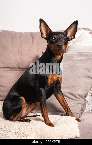 Miniature pinscher dog posing on a bench Stock Photo - Alamy