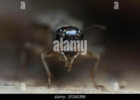 Field cricket insects close-up. Grig head with eyes. Macro Stock Photo ...