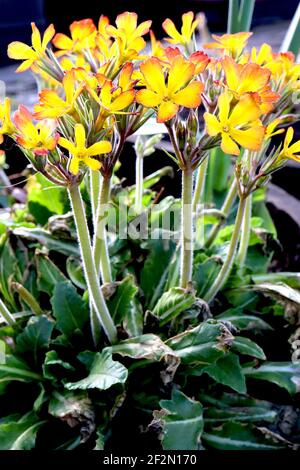 Primula ‘Oak Leaf Yellow Picotee’, Yellow primrose with orange red ...