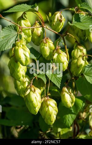 Hops (Humulus) genus of plants, hemp family (Cannabaceae Stock Photo ...