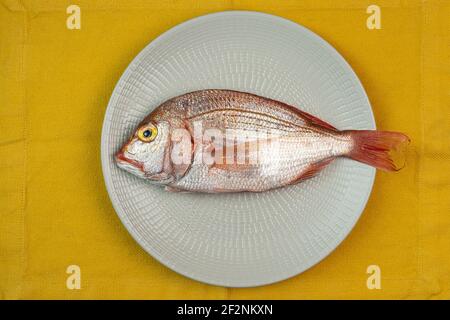 The red snapper fish (Dentex dentex) in the dish on a transparent ...
