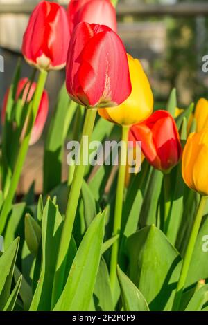 Large field of yellow colored tulip flowers Stock Photo - Alamy
