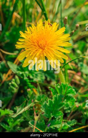 bright open dandelion flower head showing minute details of each ...