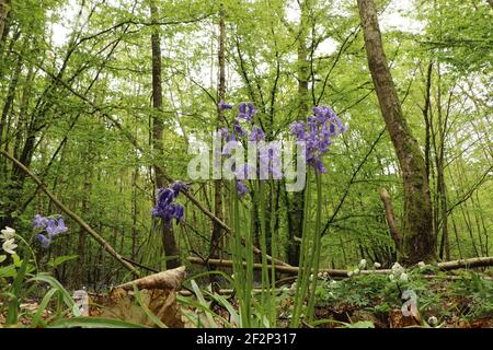 Ground level view of the flora on the forest floor Stock Photo - Alamy