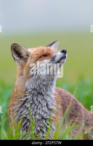 Fox in a meadow, May, Hesse, Germany Stock Photo - Alamy