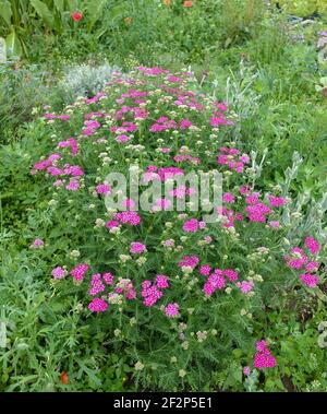 Yarrow 'Pomegranate' (Achillea millefolium) with a pink flower Stock ...