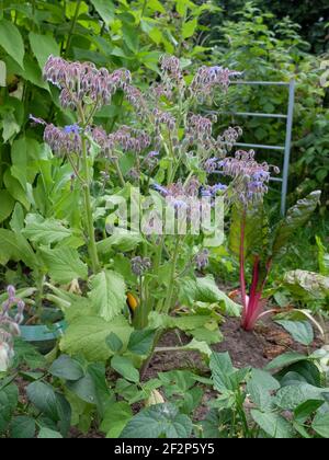 Borage flowering in a vegetable patch Stock Photo - Alamy