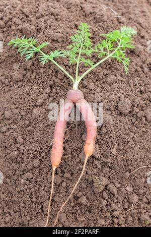 Two-legged carrot (Daucus carota ssp. Sativus), soil compaction leads ...