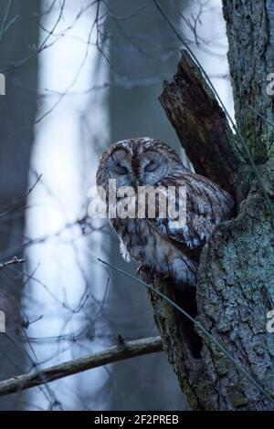 Owl Straight Profile Stock Photo - Alamy