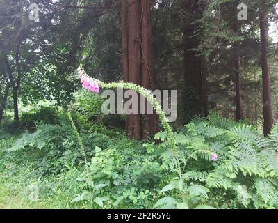 Beautiful foxgloves hanging over a footpath in rural Cornwall Stock ...