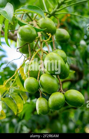 A bunch of Hog Plum Stock Photo - Alamy