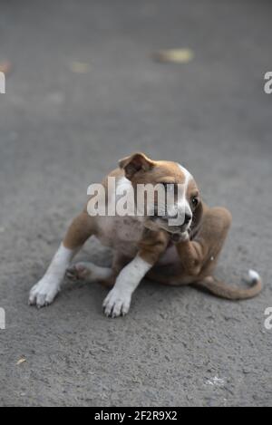 A vertical shot of a stray dog scratching Stock Photo - Alamy