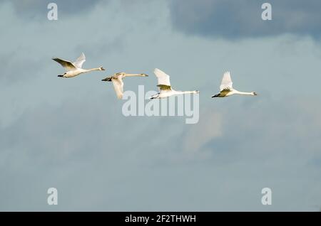 Mute Swan family in flight Stock Photo - Alamy