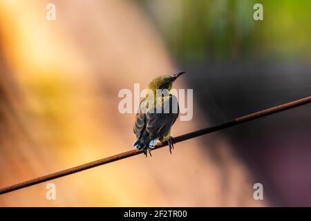Female Yellow-bellied Sunbird or Olive-backed Sunbird (Nectarinia ...