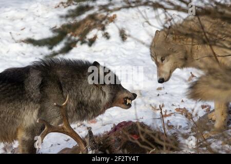 Grey Wolves (Canis lupus) Snap and Snarl at Each Other Winter - captive ...