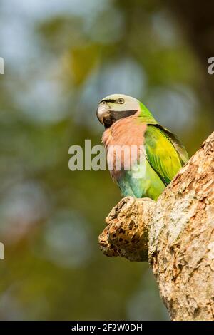 Red-breasted Parakeet (Psittacula alexandri fasciata) and Blossom ...