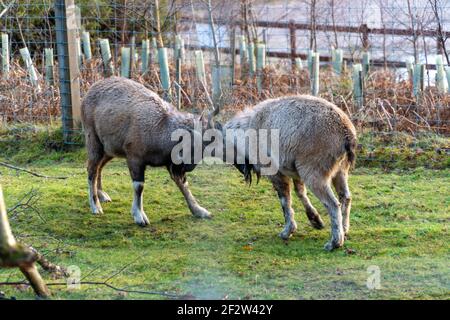 Two Turkmenian Markhor fighting at the Royal Highland Park Stock Photo ...