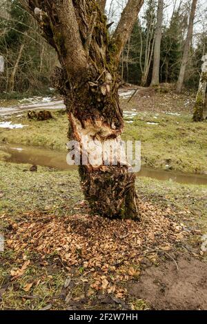 Beaver Cut down tree stock photo. Beaver work. Beaver activity stock ...