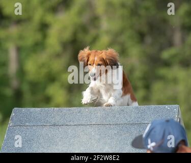 Dog climbing A-frame obstacle at training ground Stock Photo - Alamy