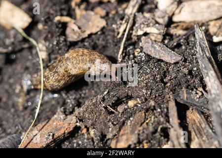 Milky Slug on Soil in Winter Stock Photo - Alamy
