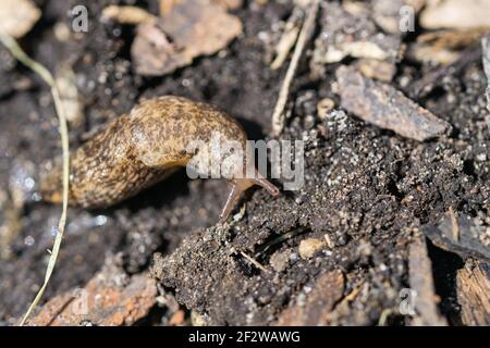 Milky Slug on Soil in Winter Stock Photo - Alamy