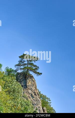 The tree grows on the stone slope of the stepped pyramid. Numerous long ...