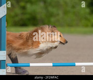 Shetland Sheepdog jumping over obstacle during obstacle course in ...