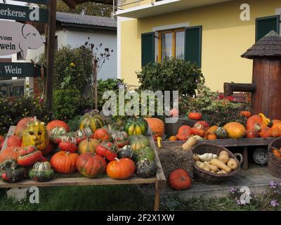 Pumpkin harvest in southern Styria, Austria, Europe Stock Photo - Alamy