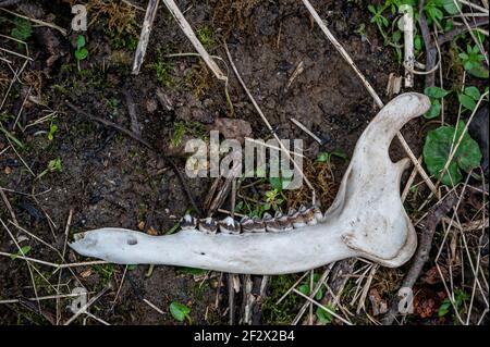 Decay in the forest from a muntjac deer skeleton and lower jaw Stock ...