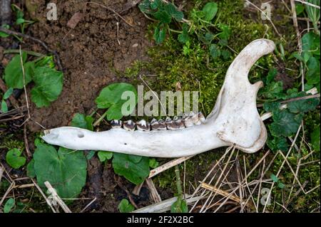 Decay in the forest from a muntjac deer skeleton and lower jaw Stock ...