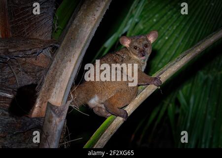 Northern Greater Galago - Otolemur garnettii also Garnett greater ...