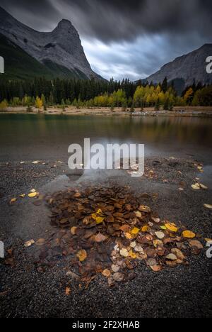 colored leaves on golden sand Stock Photo - Alamy