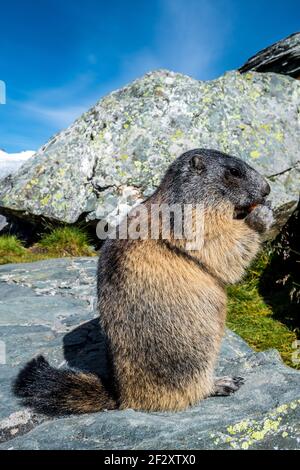 Adult Groundhog In National Park Hohe Tauern With Mountain ...