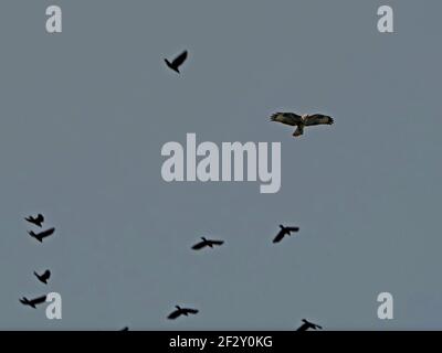 Common Buzzard (Buteo buteo), mobbed by jackdaw flock in sky, Glocs ...