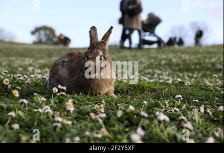Rome. 13th Mar, 2021. Photo taken on March 13, 2021 shows a rabbit in ...