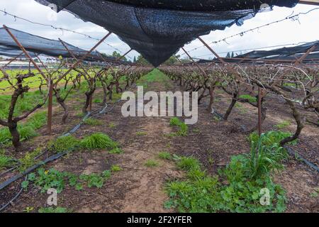 Rows of grape trees without leaves in the middle of winter, in a ...