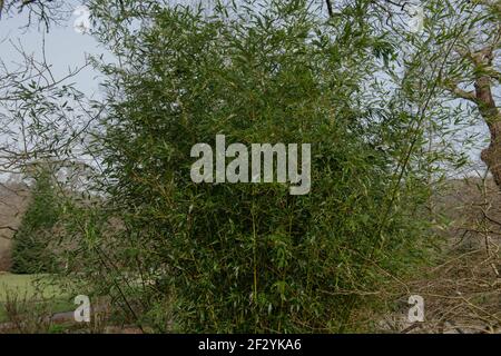Bamboo Phyllostachys nigra Henon in a temperate area, France Stock ...