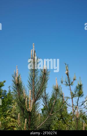 Pinus Nigra trunk and bark in the natural park of Sierra de Cazorla y ...