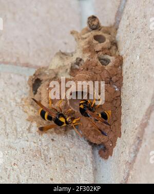 Potter Wasps Mud Nest Stock Photo - Alamy