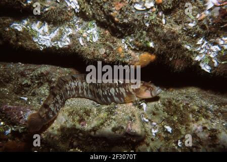 Butterfish (Pholis gunnellus) on a rocky seabed, UK Stock Photo - Alamy