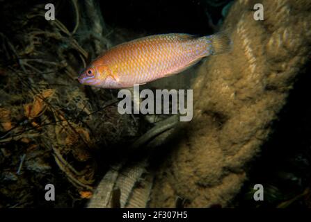 rock cock, rock cook, small-mouthed wrasse (Crenilabrus exoletus ...