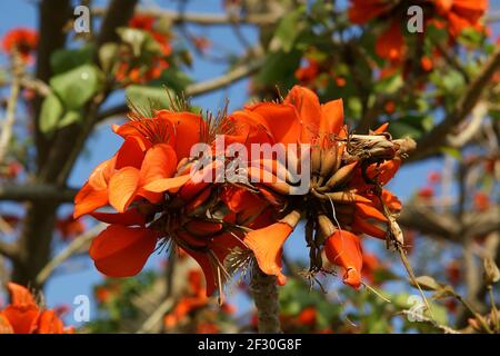 Fruit of Flamboyant of the species Delonix regia in the ground Stock ...