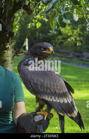 Beautiful cordillary eagle sits on the hand of a falconer Stock Photo ...
